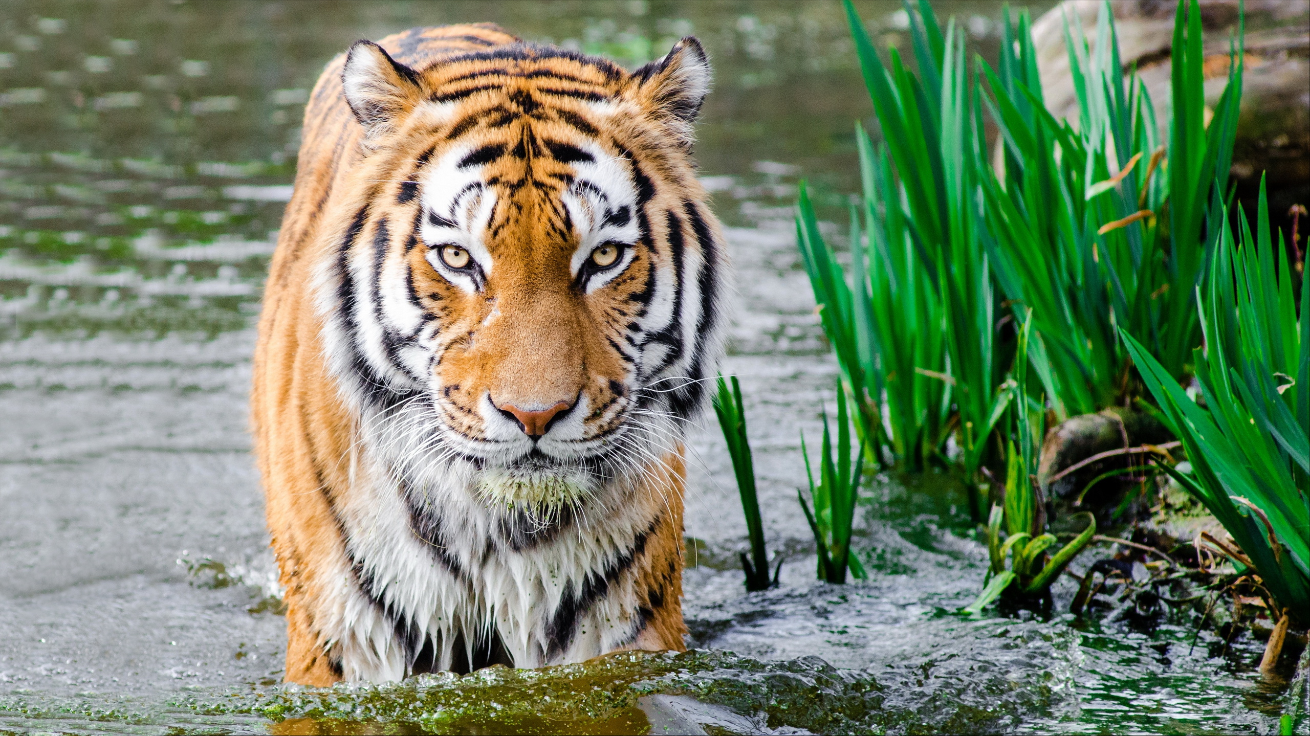 Animal Tiger HD Wallpaper