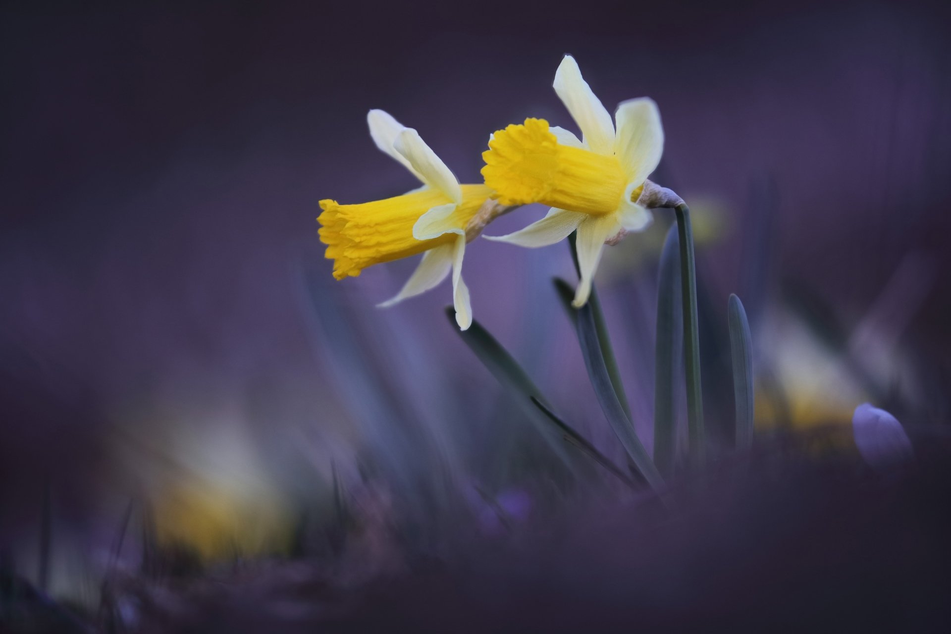 4K Ultra HD Close-Up: Radiant Yellow Daffodil in Bloom | 4200x2800 ...