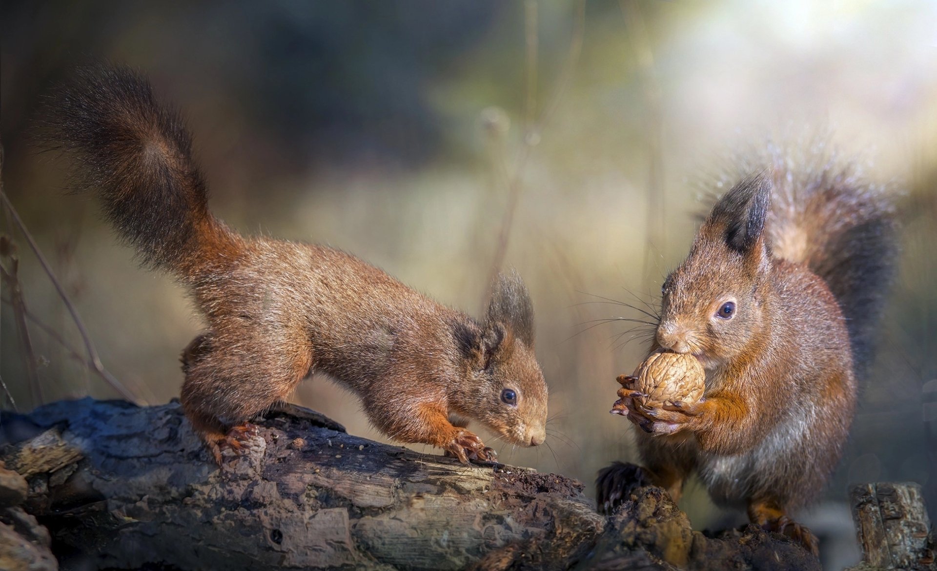 Download Rodent Animal Squirrel HD Wallpaper | 1949x1188 | Wallpaper Abyss