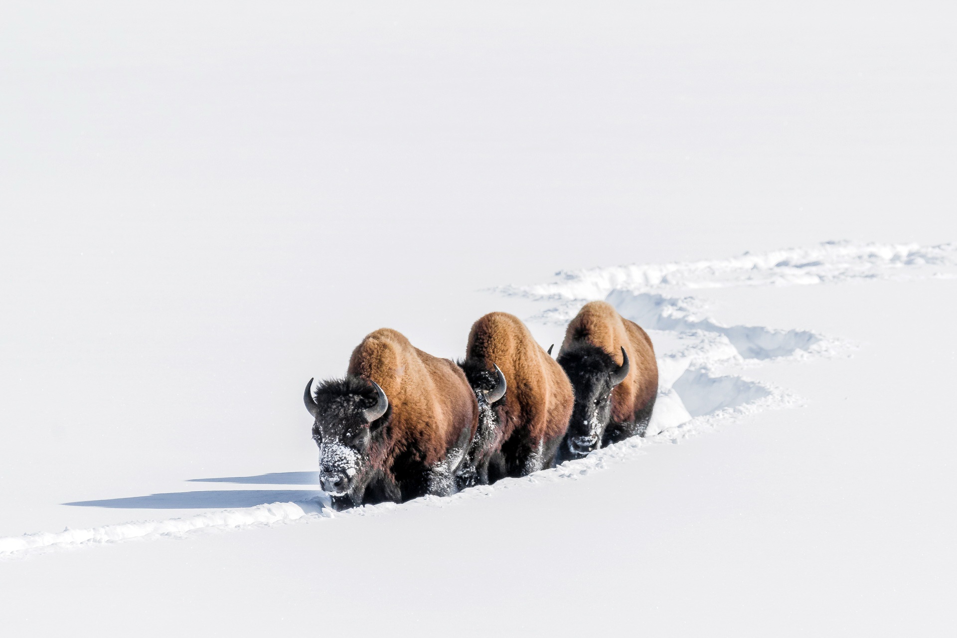 Download Snow Winter Animal American Bison HD Wallpaper