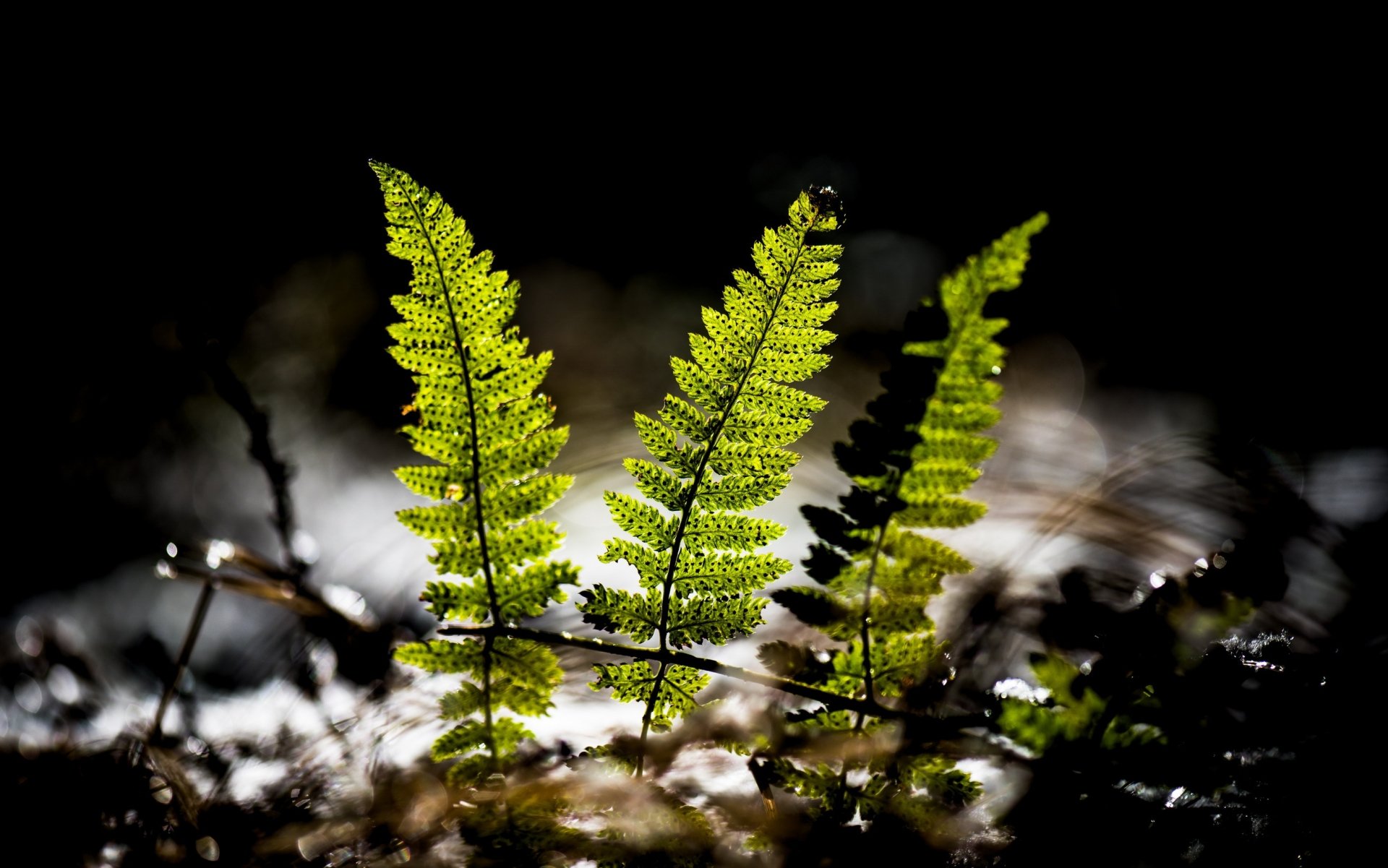Download Macro Nature Fern HD Wallpaper